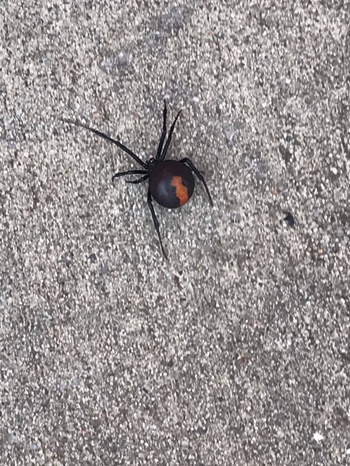 Residential Pest Control - KR Pest Control Sydney